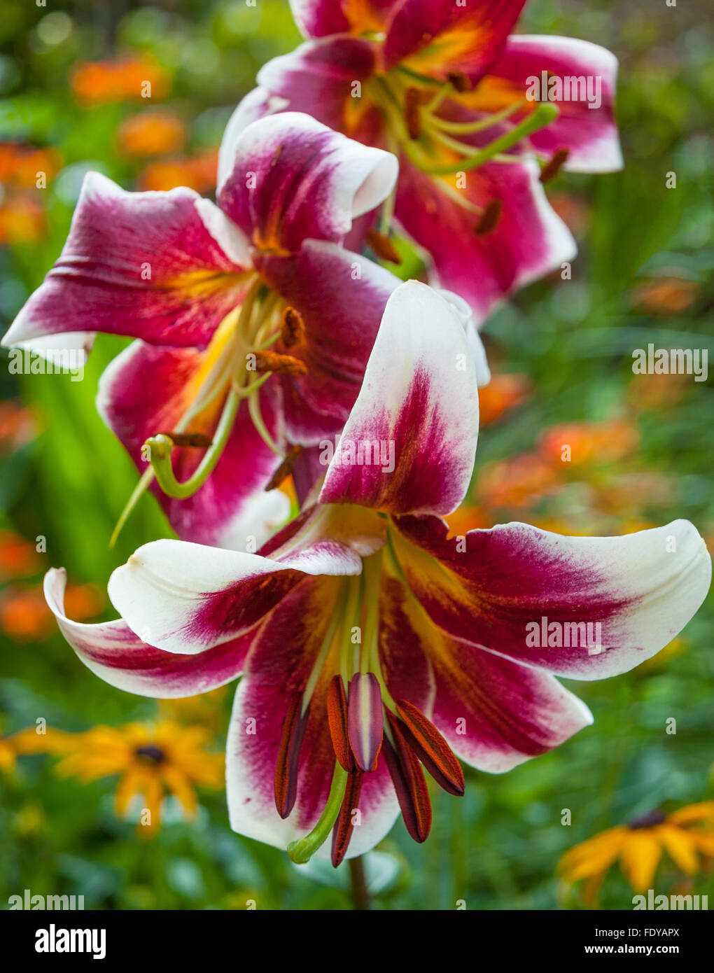 Lilium 'Miss Lily' (Oriental Trumpet Lily Stock Photo - Alamy