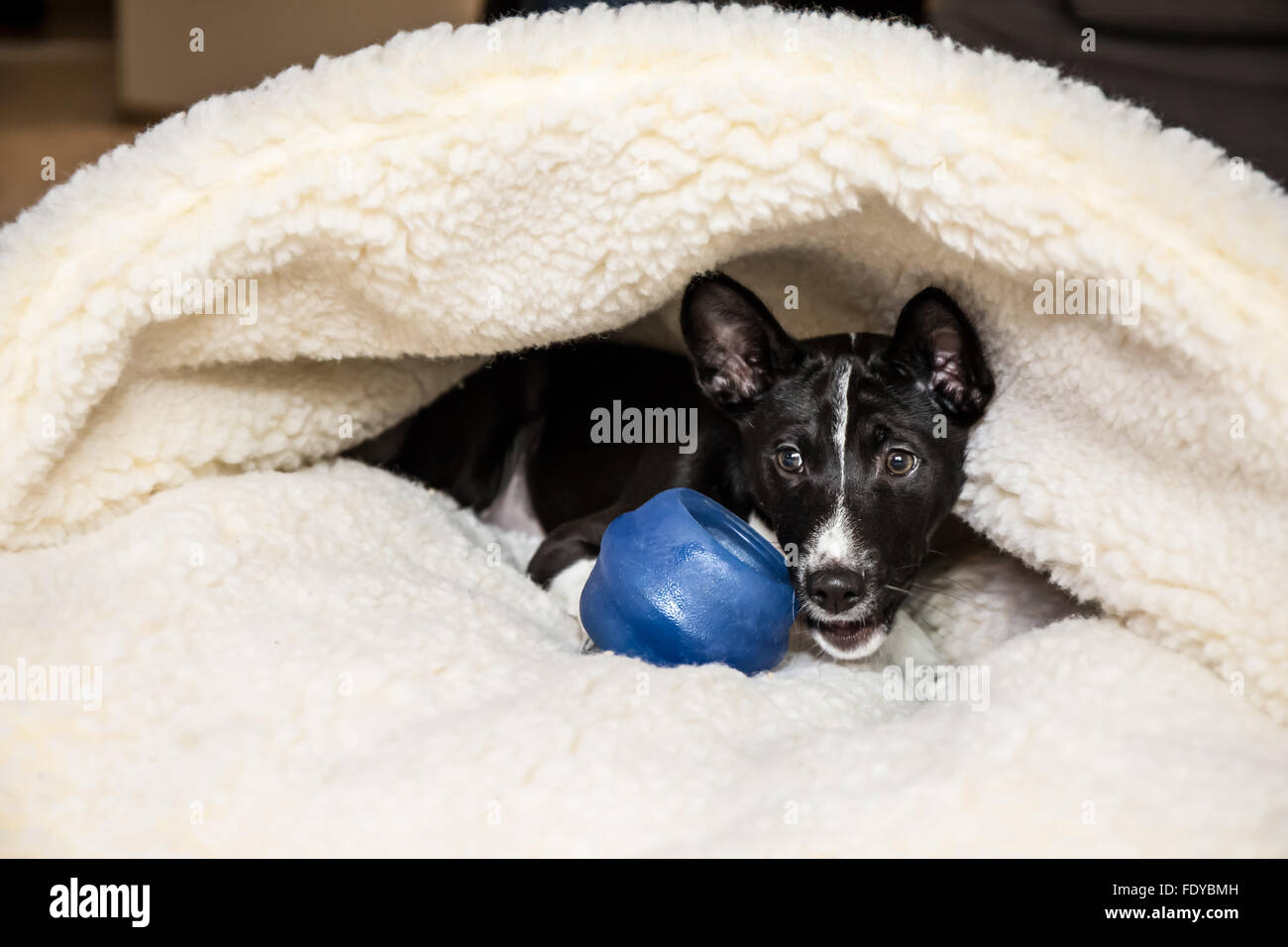 Three month old Basenji puppy "Oberon" playing with a treat-giving toy ...