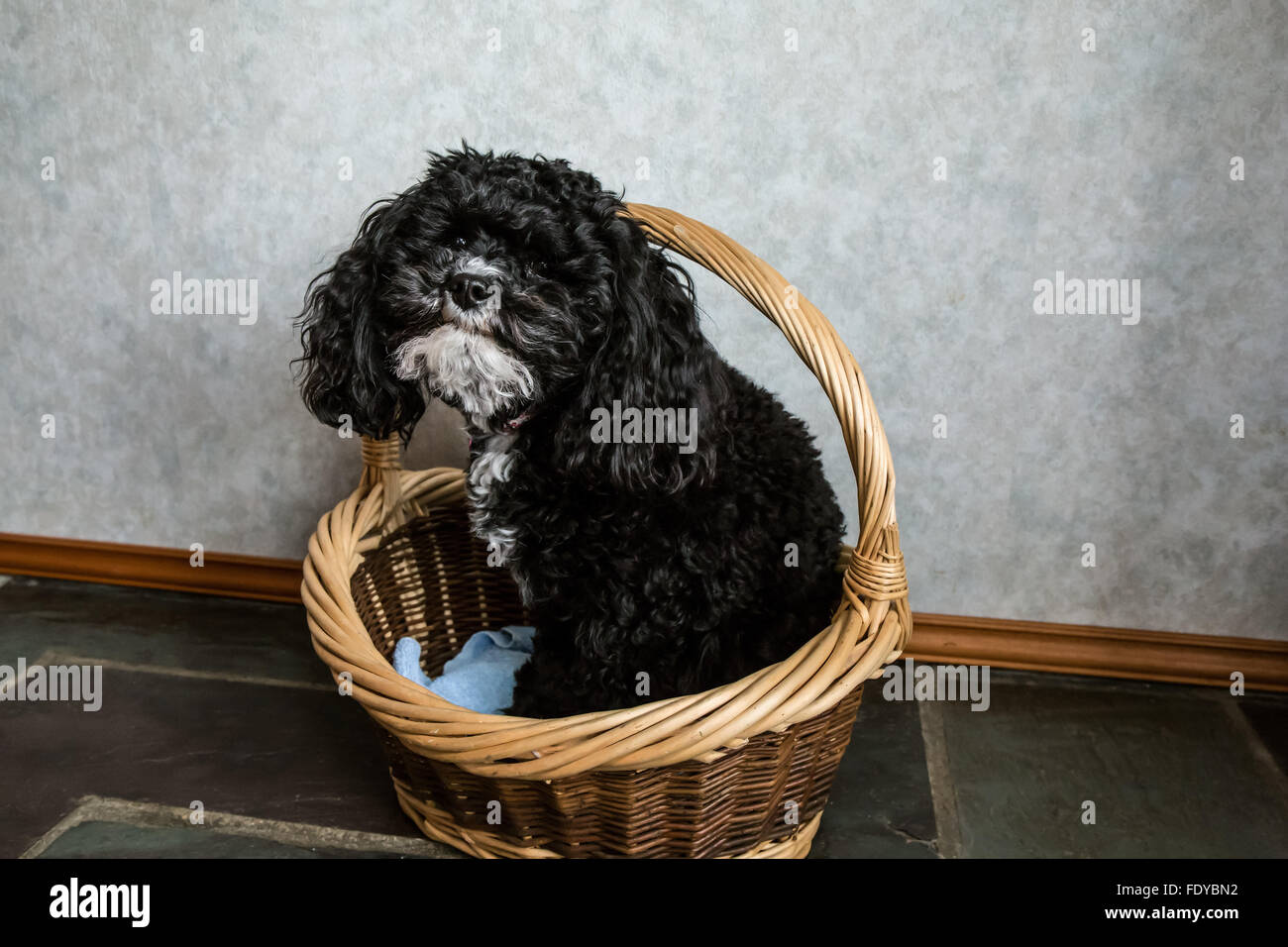 Toy poodle side view hi-res stock photography and images - Alamy
