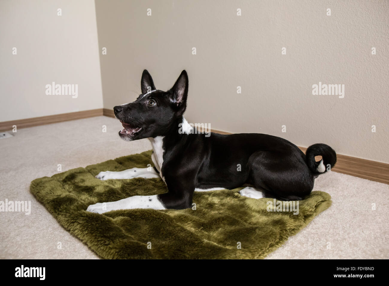Basenji hi-res stock photography and images - Alamy