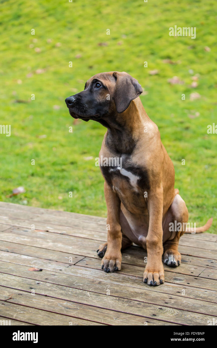 Rhodesian ridgeback puppies hi-res stock photography and images - Alamy