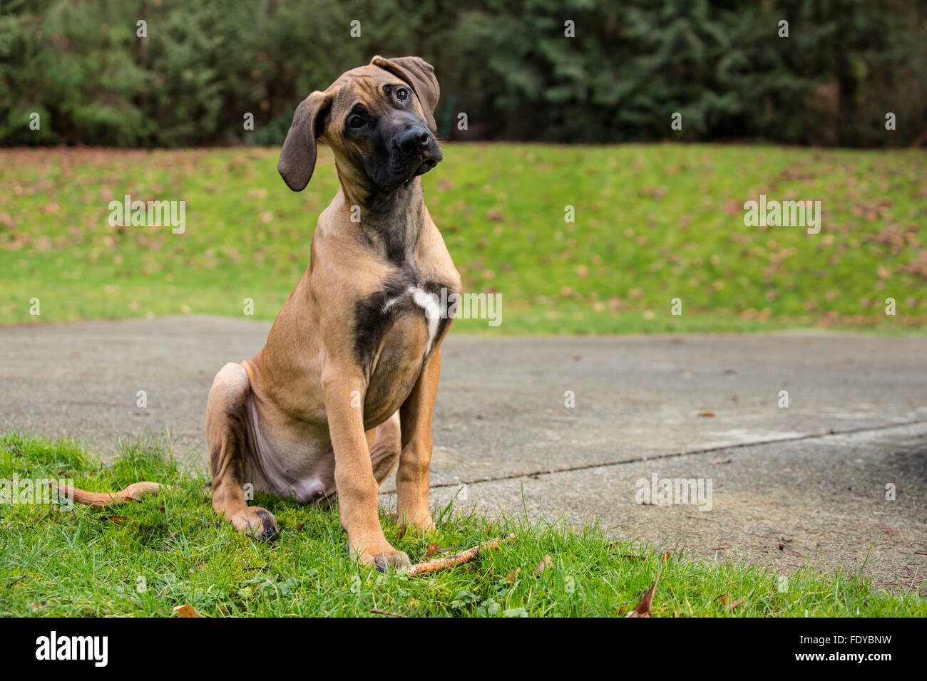 Four month old Rhodesian Ridgeback puppy, Ted, sitting outside in ...
