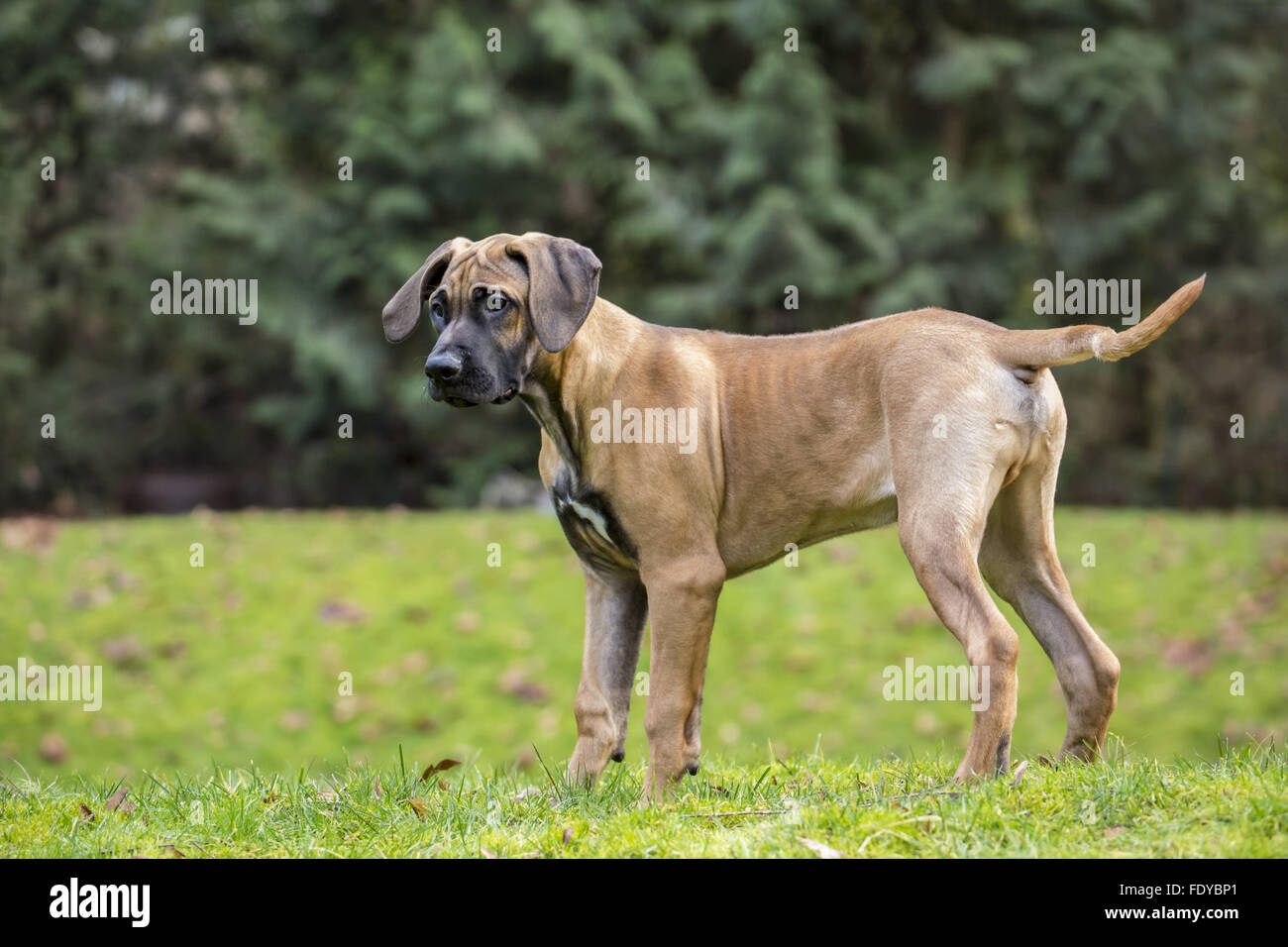 Four month old Rhodesian Ridgeback puppy, Ted, standing outside in ...