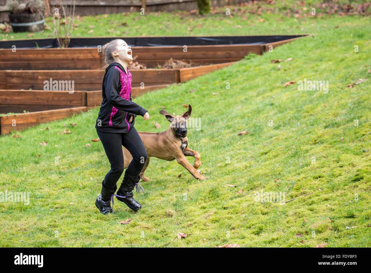 Four month old Rhodesian Ridgeback puppy, Ted, chasing a ten year old ...