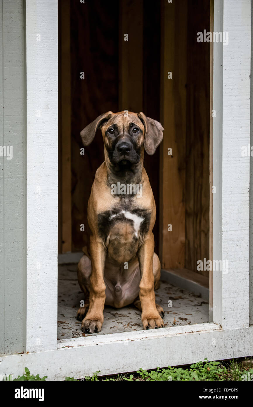 Four month old Rhodesian Ridgeback puppy, Ted, sitting in his large ...