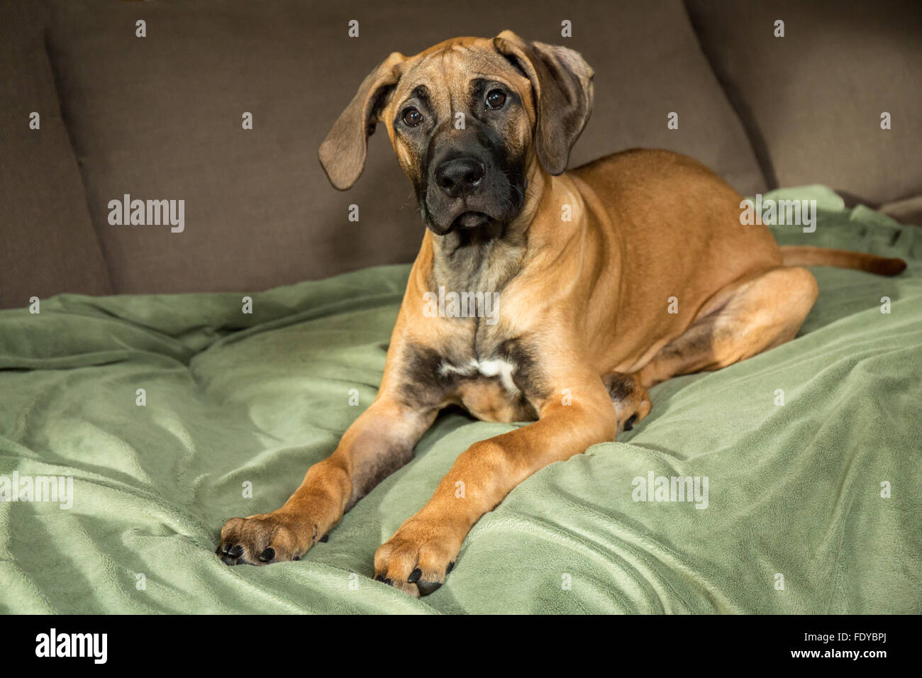 Four month old Rhodesian Ridgeback puppy, Ted, reclining on a couch in ...