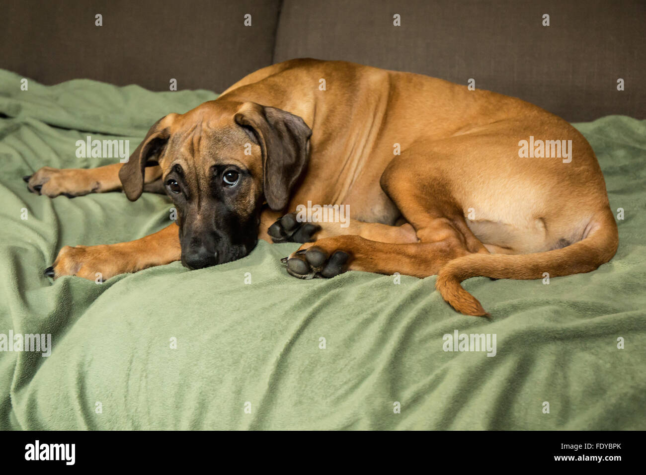 Four month old Rhodesian Ridgeback puppy, Ted, reclining on a couch in ...