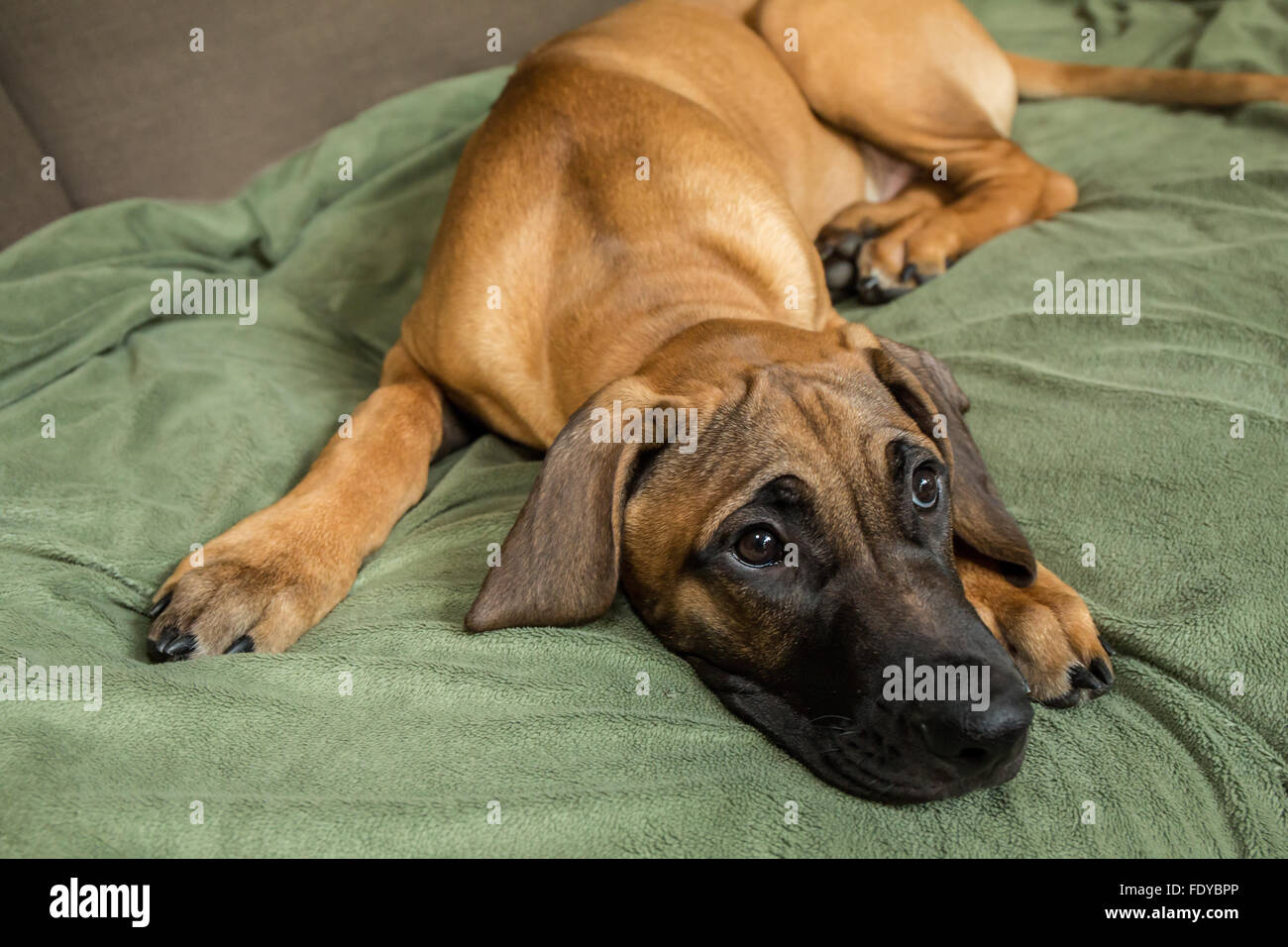 Four month old Rhodesian Ridgeback puppy, Ted, reclining on a couch in ...