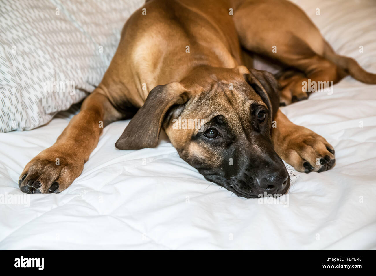 Four month old Rhodesian Ridgeback puppy,Ted, reclining on his owner's ...