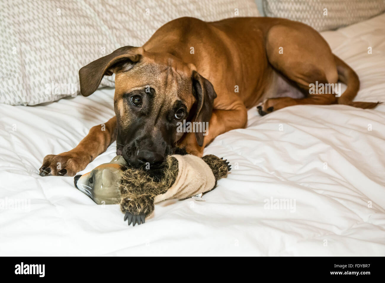 Four month old Rhodesian Ridgeback puppy, Ted, reclining on his owner's ...