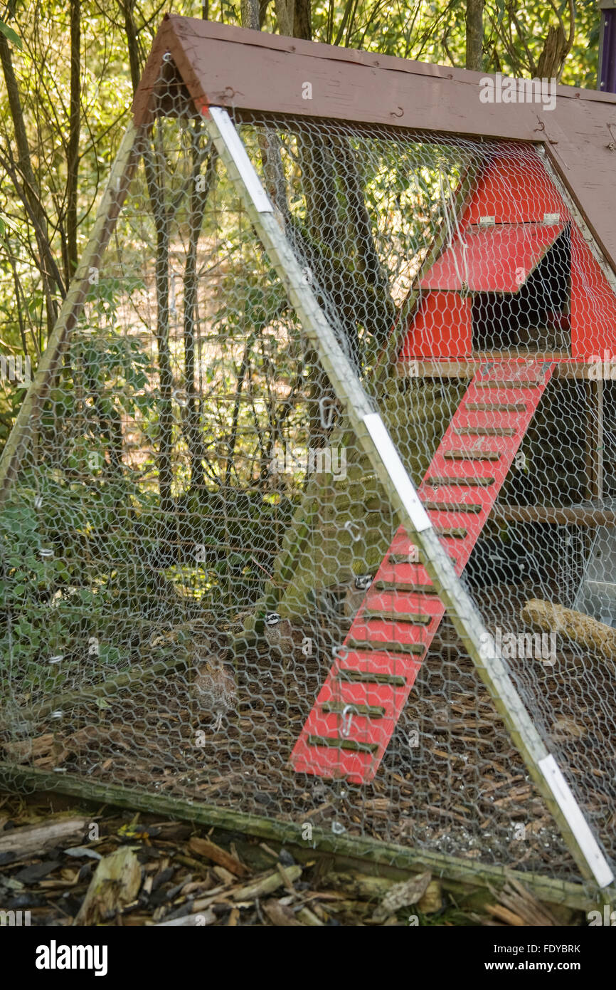 Quail in cage at Baxter Barn in Fall City, Washington, USA Stock Photo ...