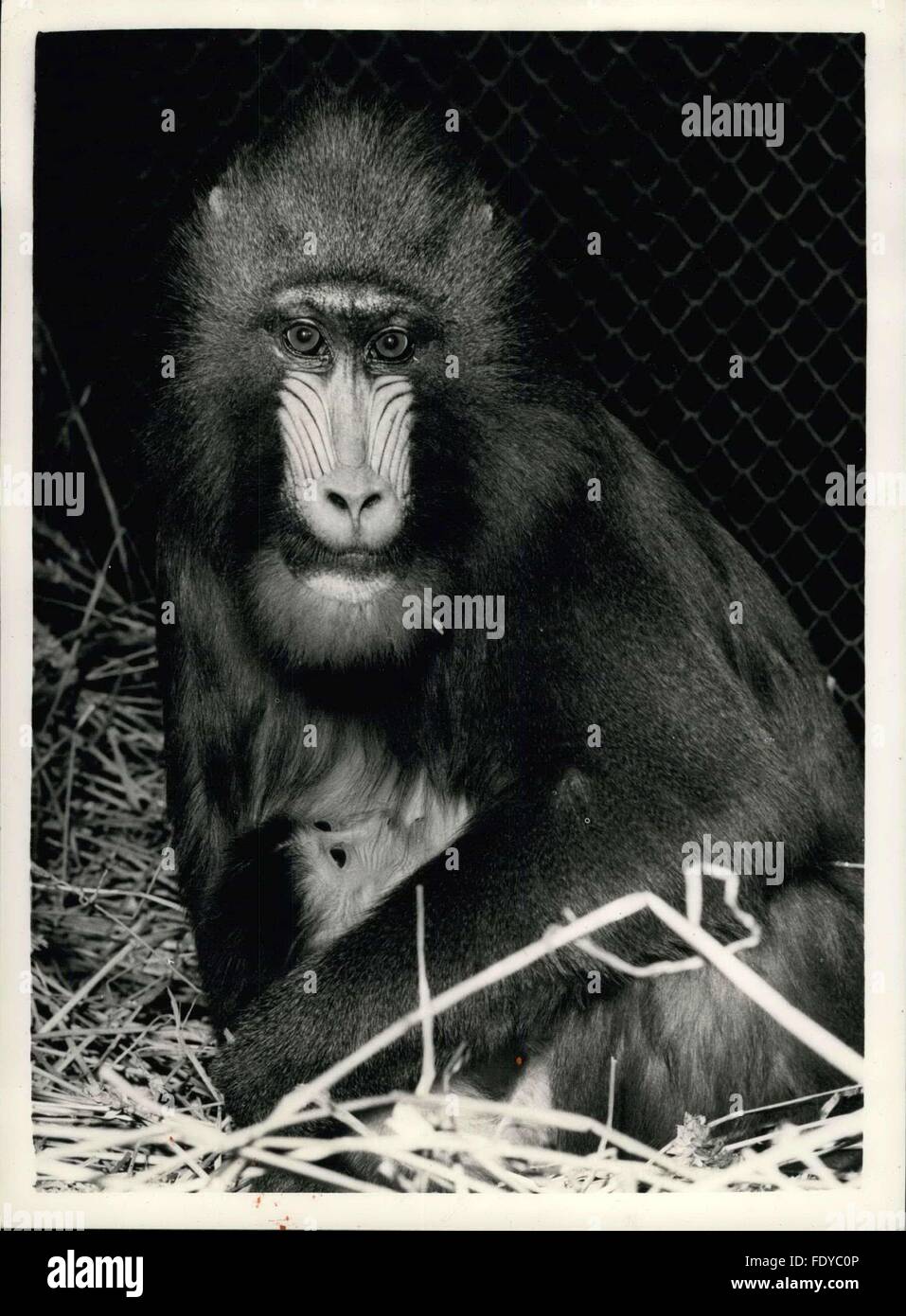1962 - The London Zoo's Newcomer - A Baby Baboon Makes its Debut: The ...