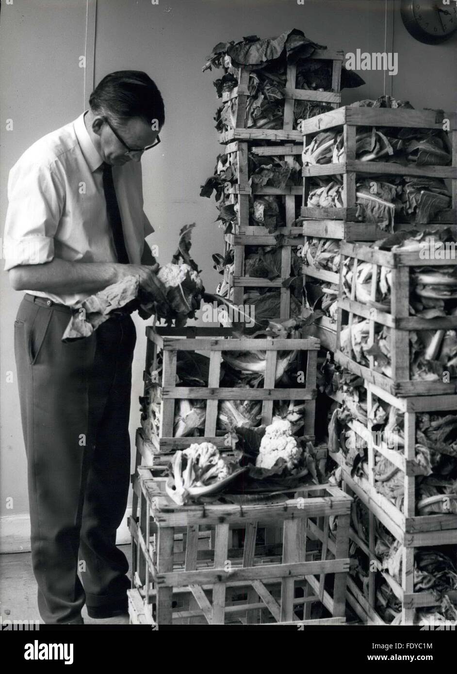 1962 - Cauliflowers for grading. © Keystone Pictures USA/ZUMAPRESS.com ...