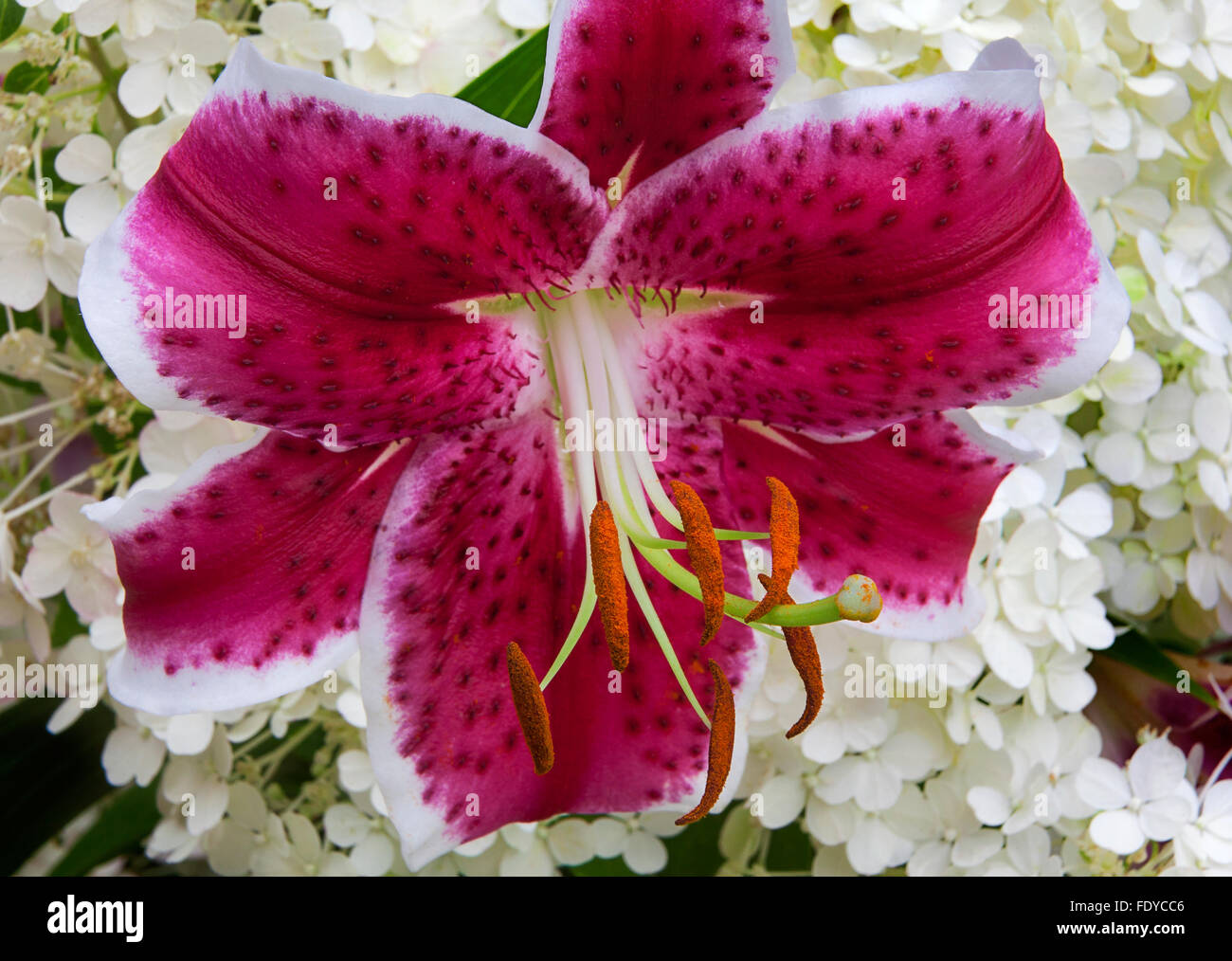 Lily star gazer hi-res stock photography and images - Alamy