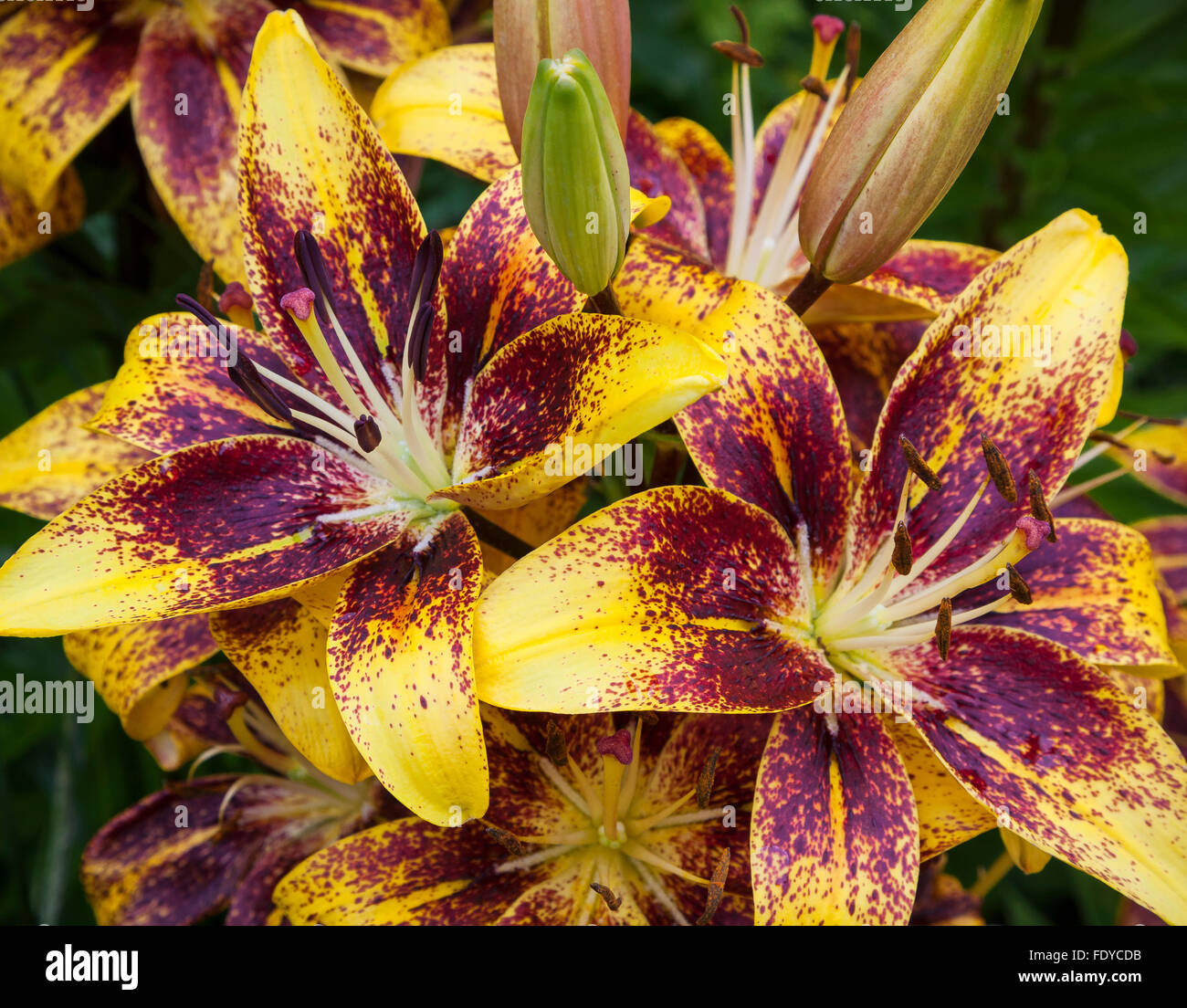 Red asiatic hybrid lily hi-res stock photography and images - Alamy