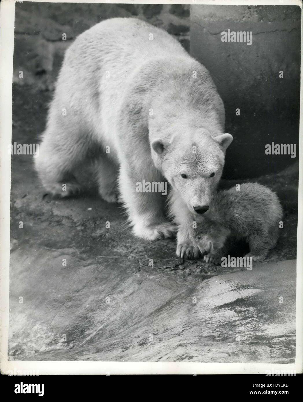 1962 - ''Motty'' the Polar bear makes its Debut: Mother ''Beck'' keeps ...