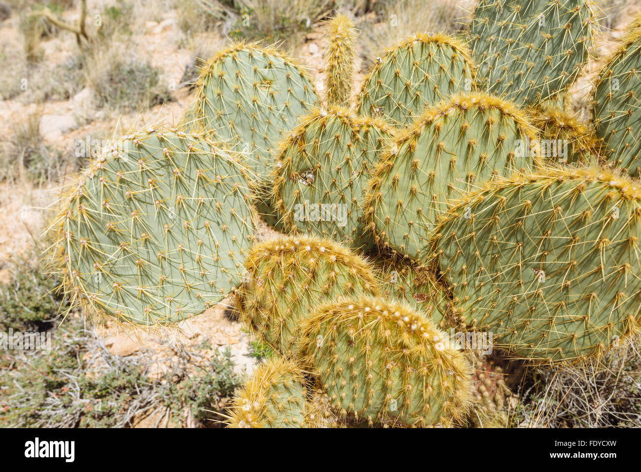 Pancake prickly pear cactus (opuntia chlorotica) in Mojave National ...