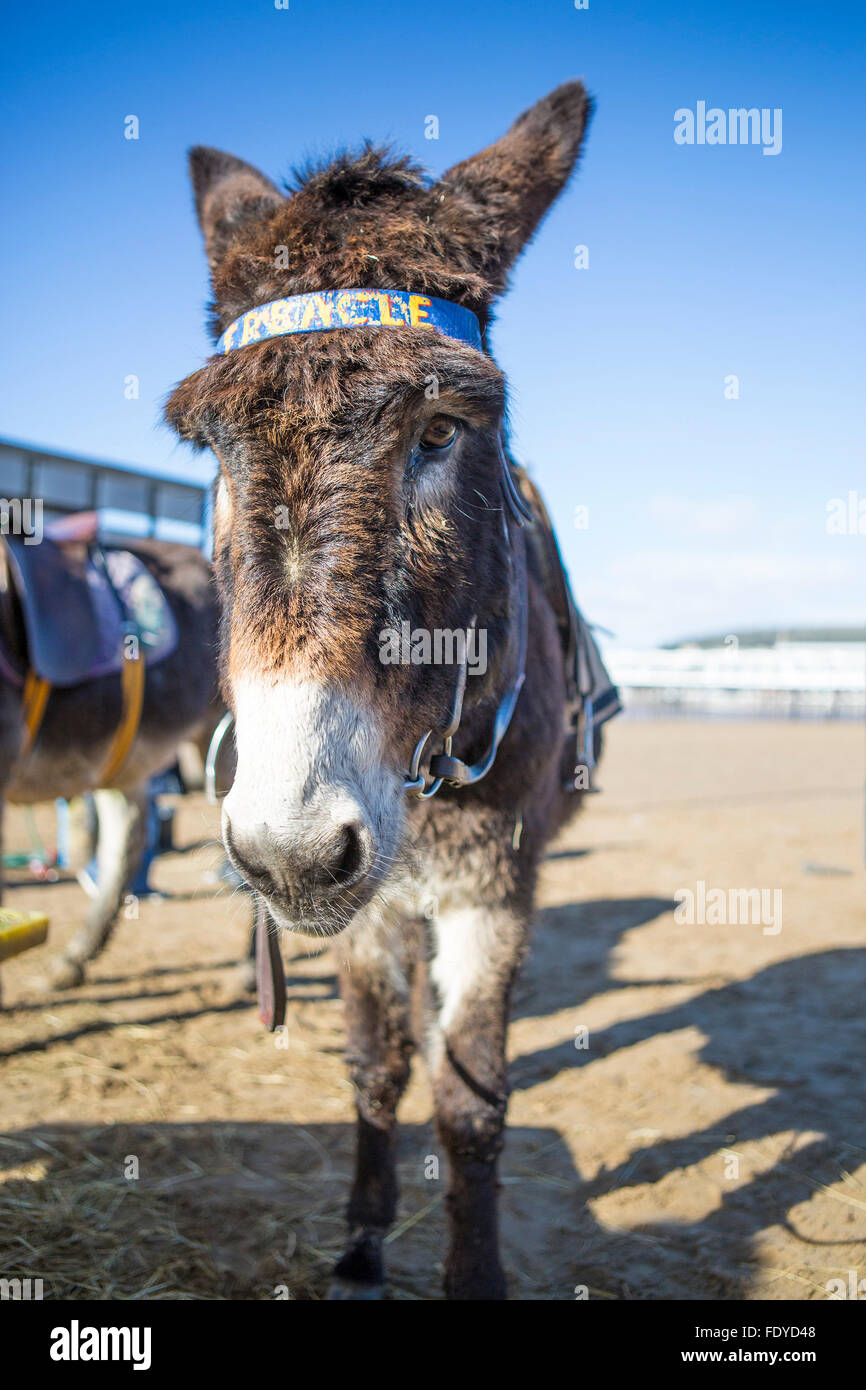 Donkeys On Beach Super Mare High Resolution Stock Photography and ...
