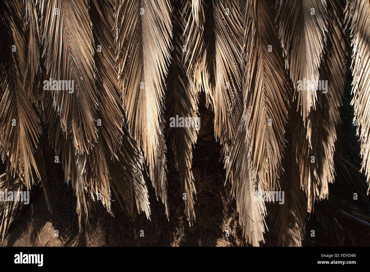 Dried Palm Tree Leaves Stock Photos & Dried Palm Tree Leaves Stock ...
