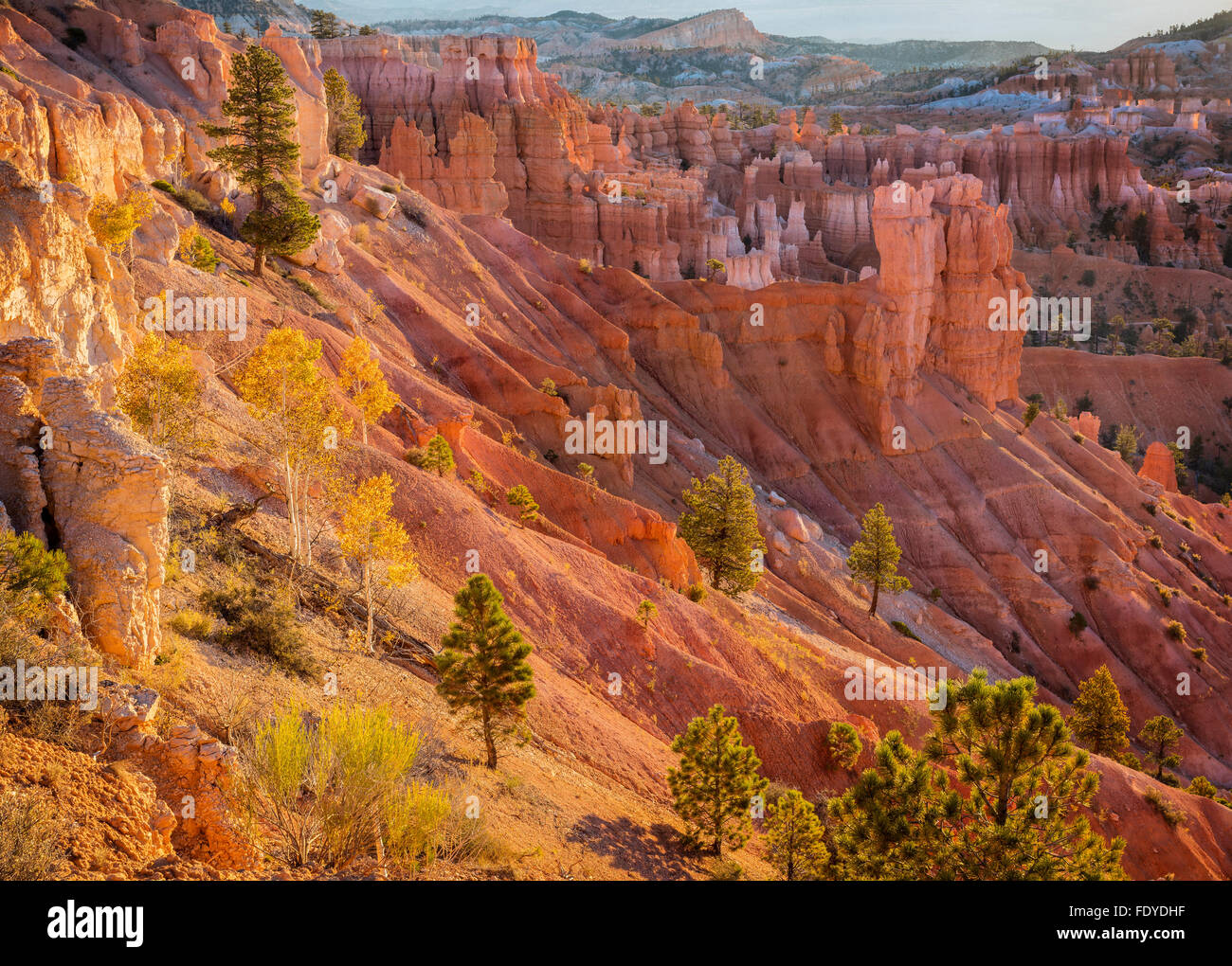Bryce Canyon National Park, UT: Fall aspen trees catch the morning ...