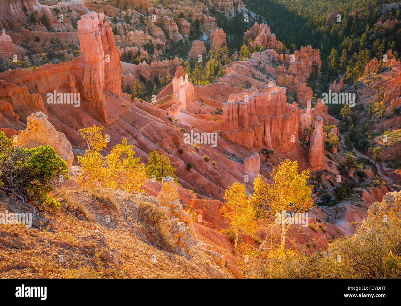 Bryce Canyon National Park, UT: Fall aspen trees catch the morning ...