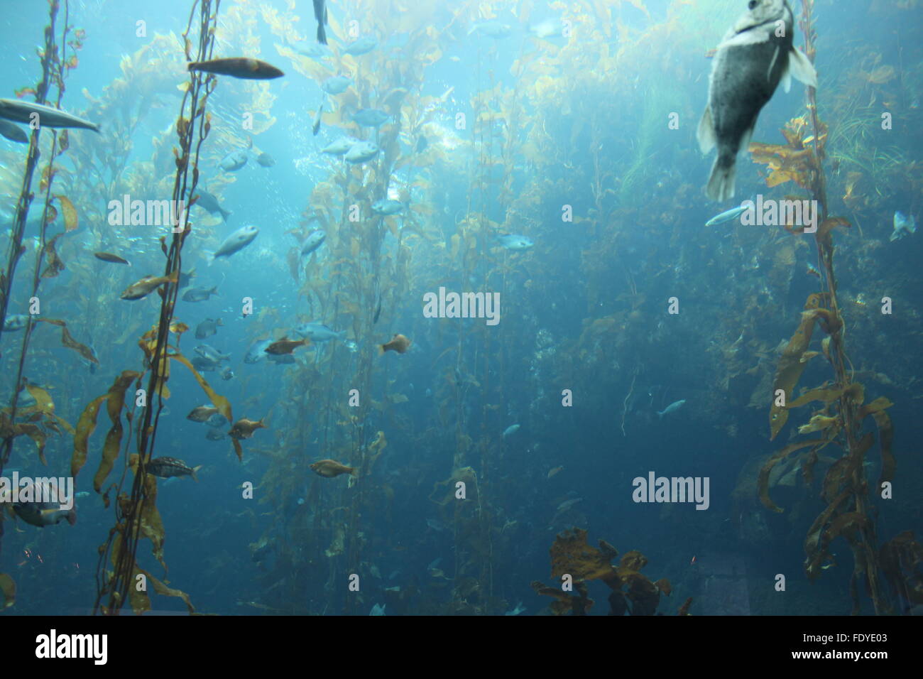 Kelp hi-res stock photography and images - Alamy