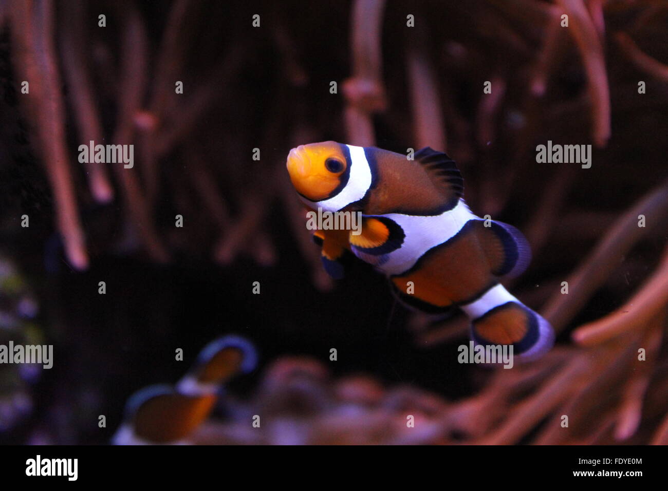 Clown Fish Marlin