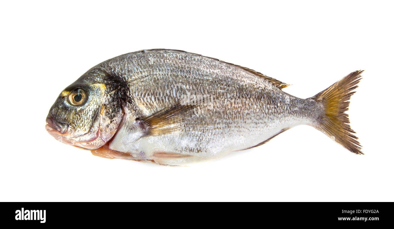 Black bream hi-res stock photography and images - Alamy