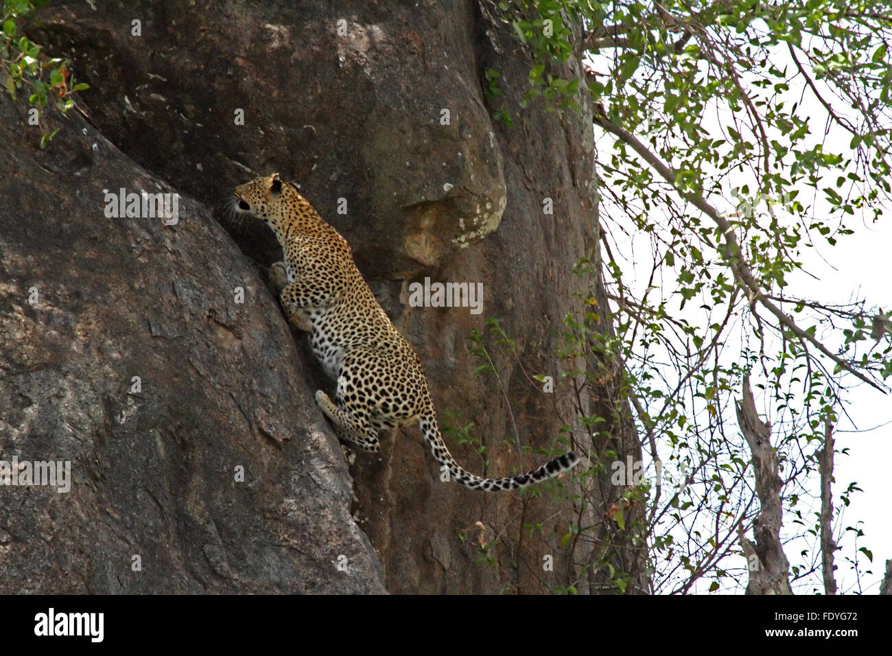 Leopard rock tanzania hi-res stock photography and images - Alamy