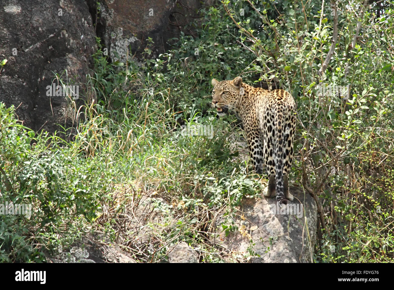 Leopard panthera pardus looking back hi-res stock photography and ...