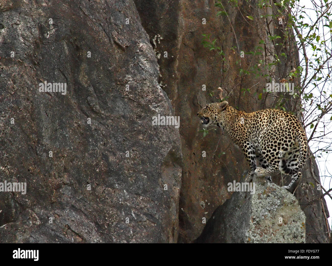 Leopard cat and jump up hi-res stock photography and images - Alamy