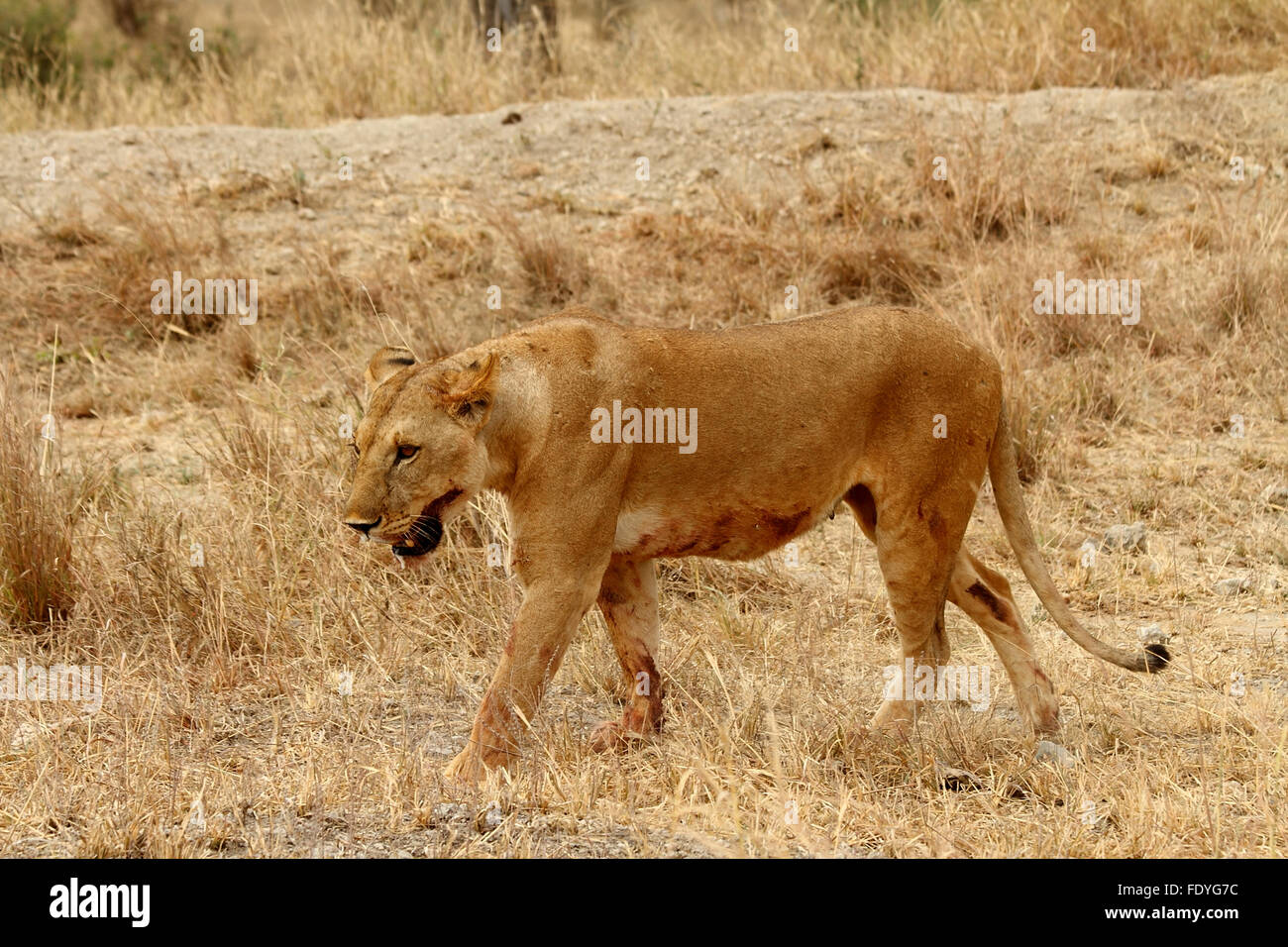 Bloody lion hi-res stock photography and images - Alamy