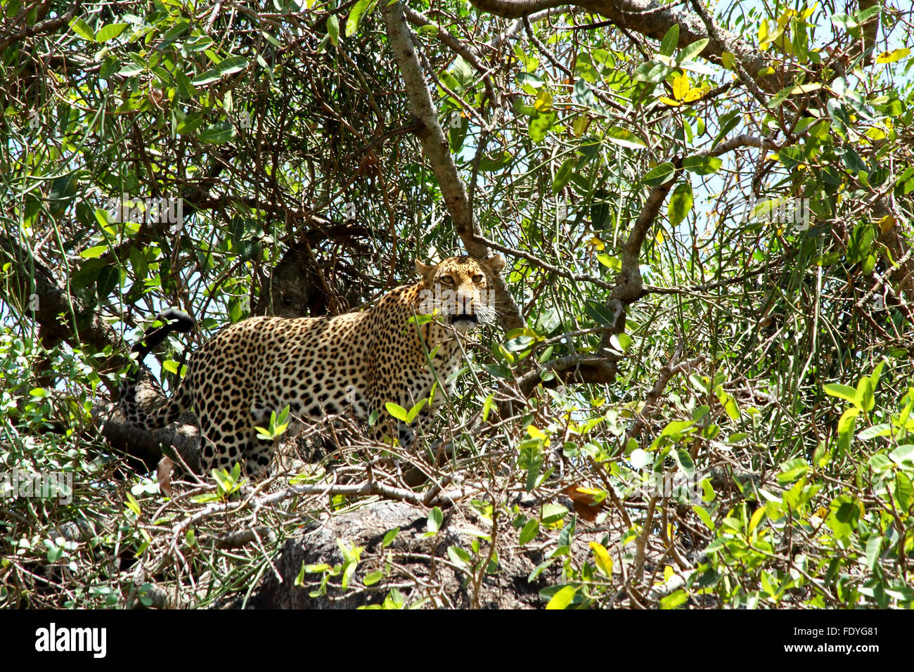 Thick bushes hi-res stock photography and images - Alamy