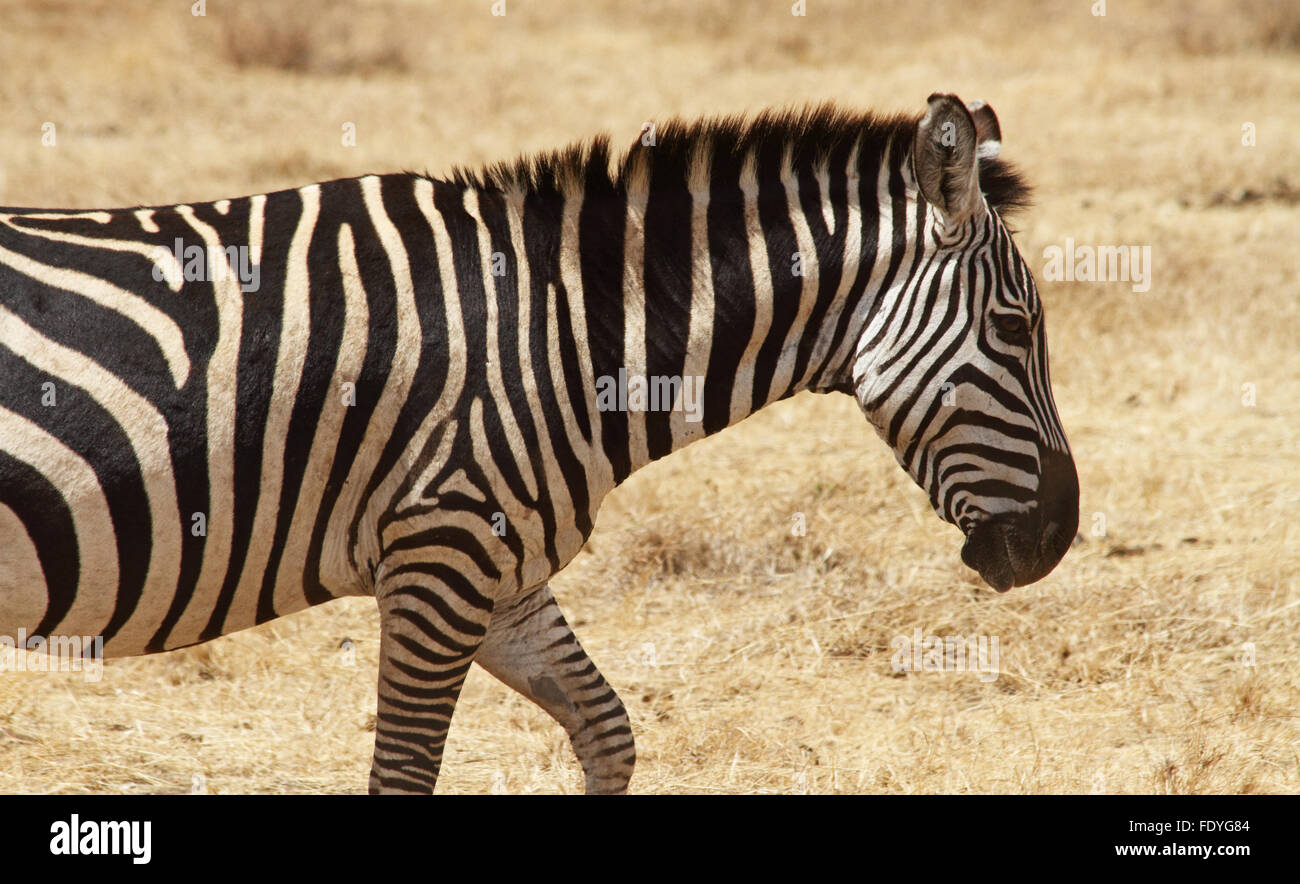 Zebra walking hi-res stock photography and images - Alamy