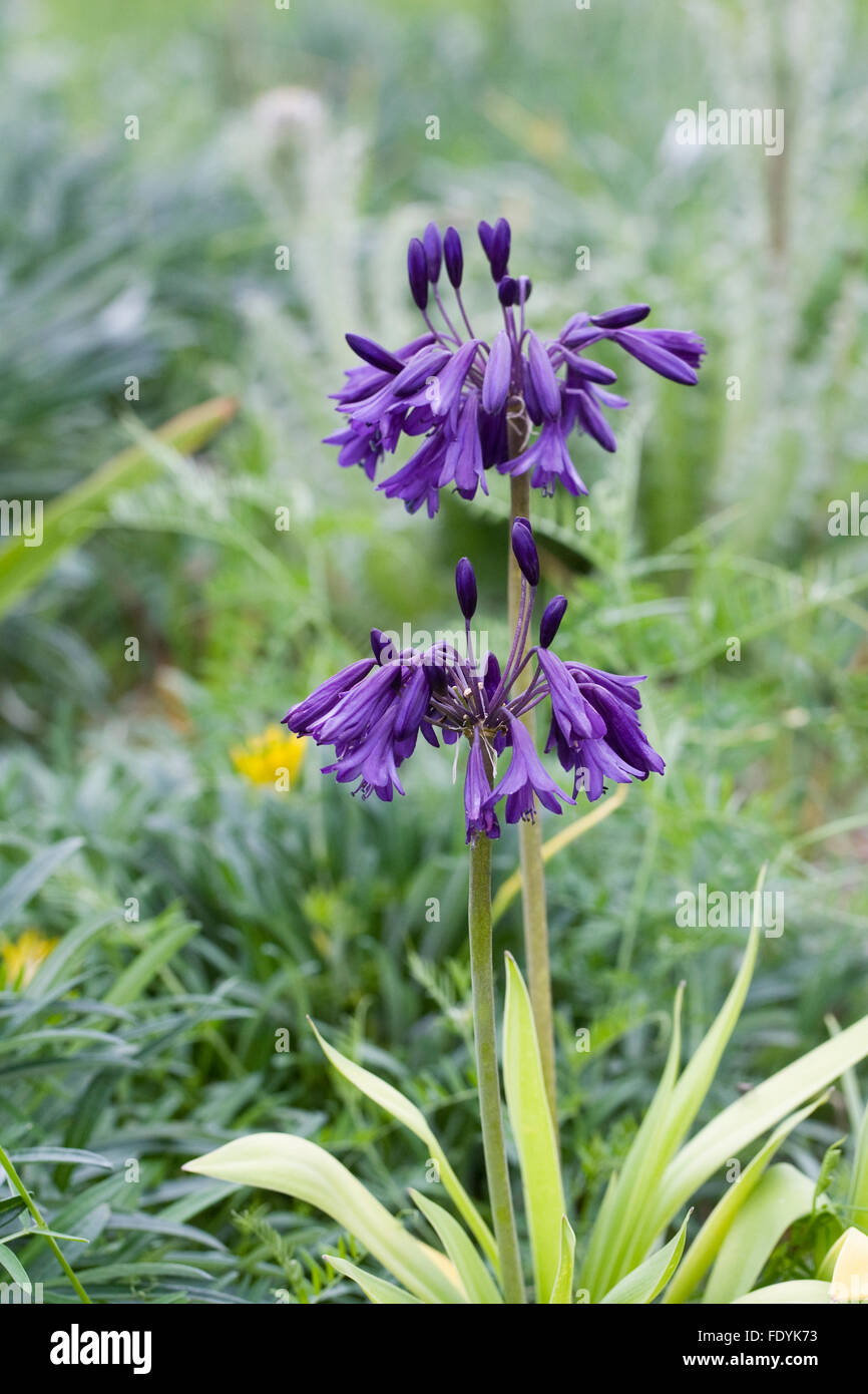 Blue agapanthus in garden hi-res stock photography and images - Alamy