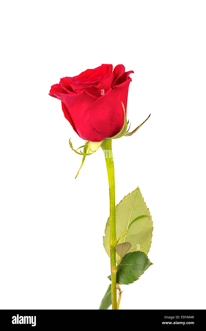 Fresh red rose flower isolated on a white background Stock Photo - Alamy