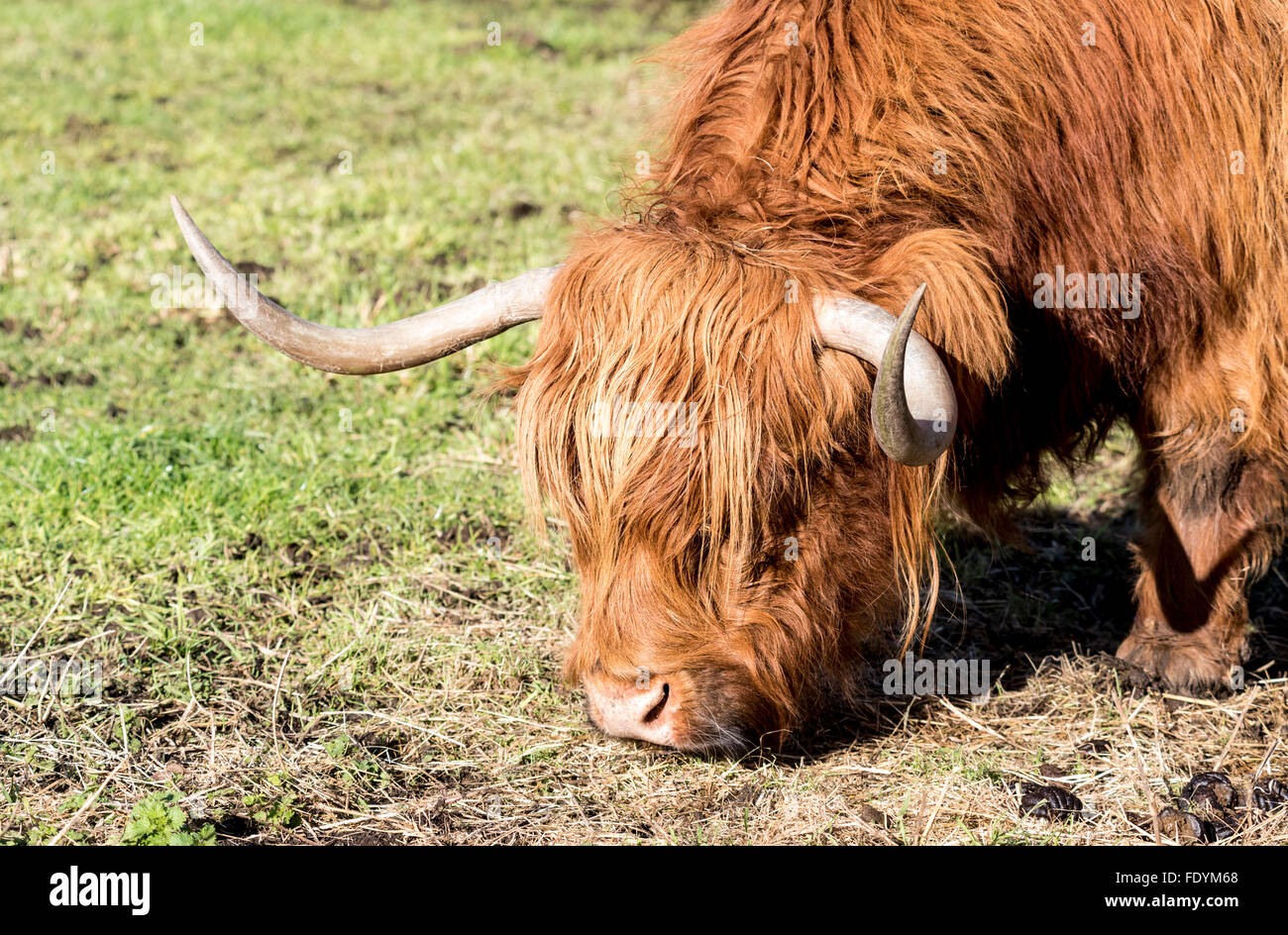 A head shot of a Highland Cow taken on a winter's day Stock Photo - Alamy