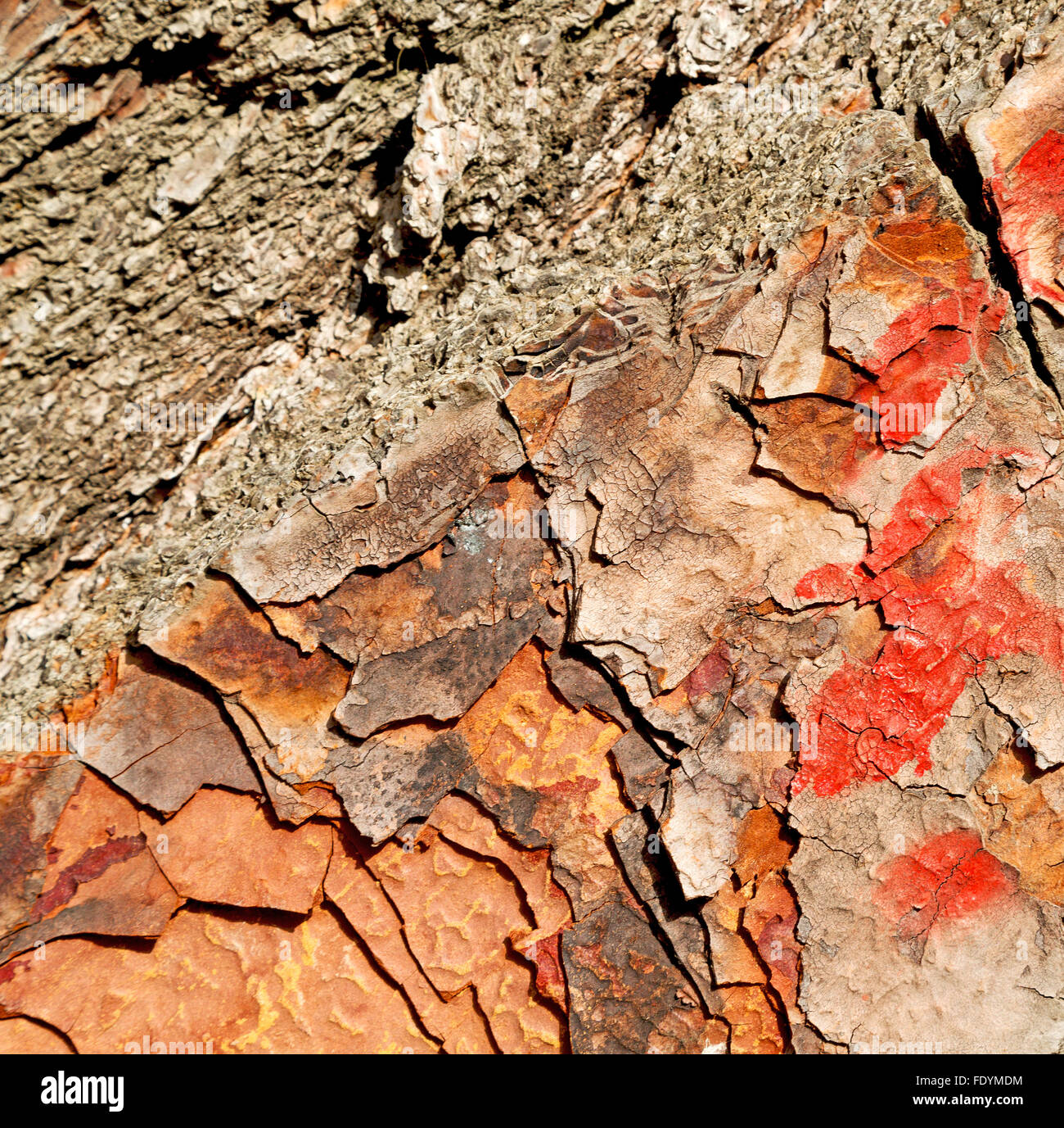barck in the abstract close up of a tree color and texture Stock Photo ...