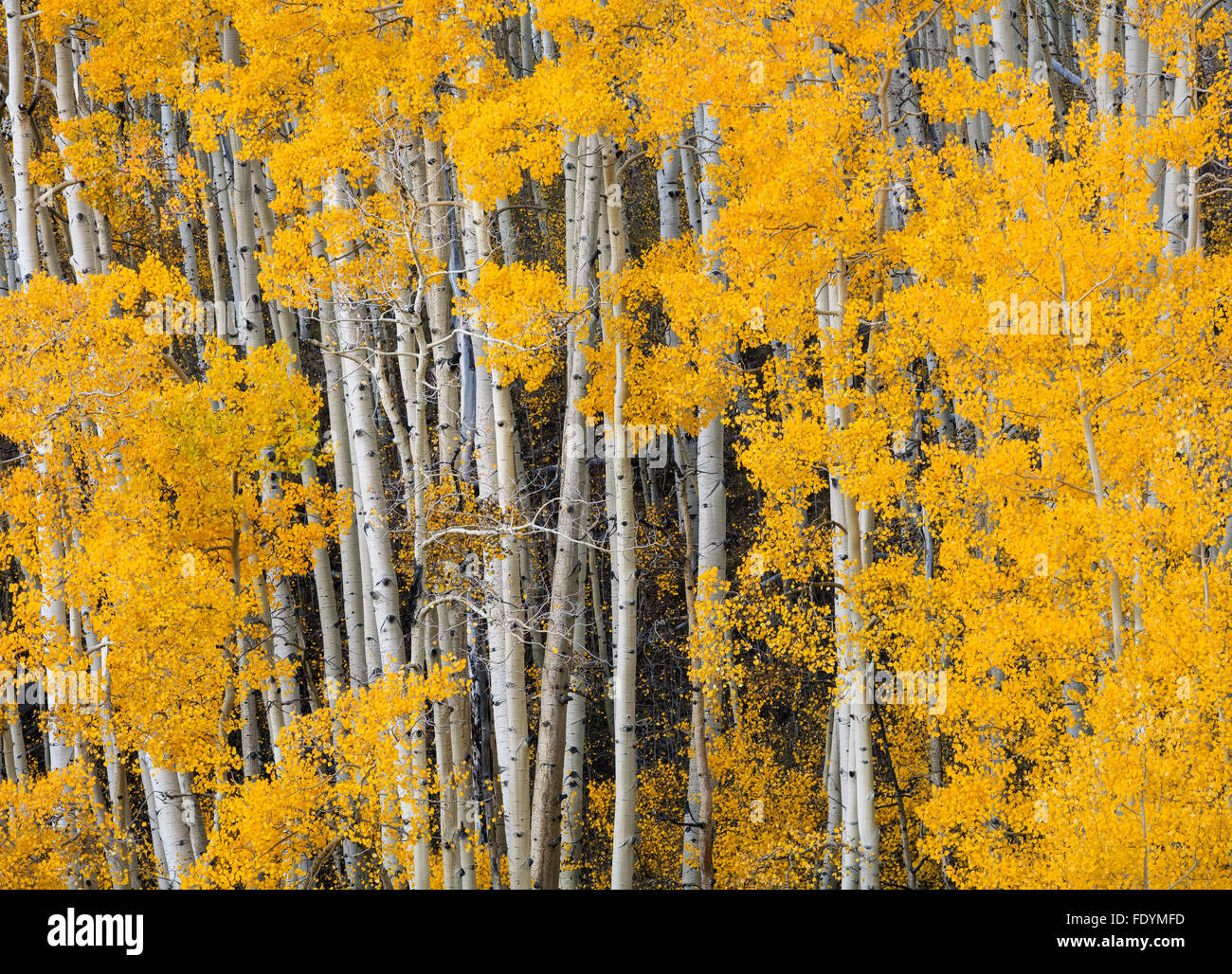 Boulder Mountain, Dixie National Forest, Utah: Aspen grove in autumn ...