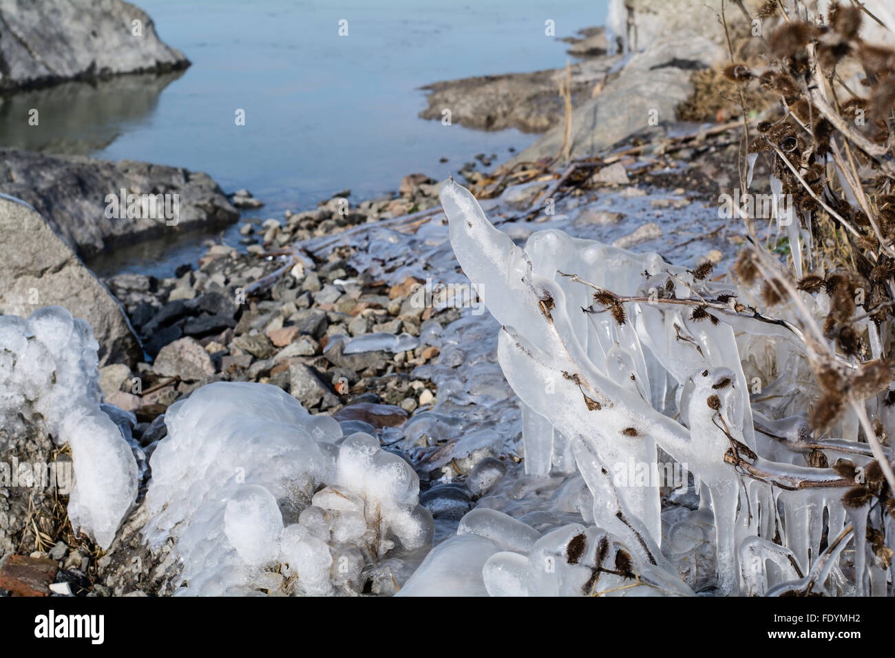 Frozen bushes hi-res stock photography and images - Alamy