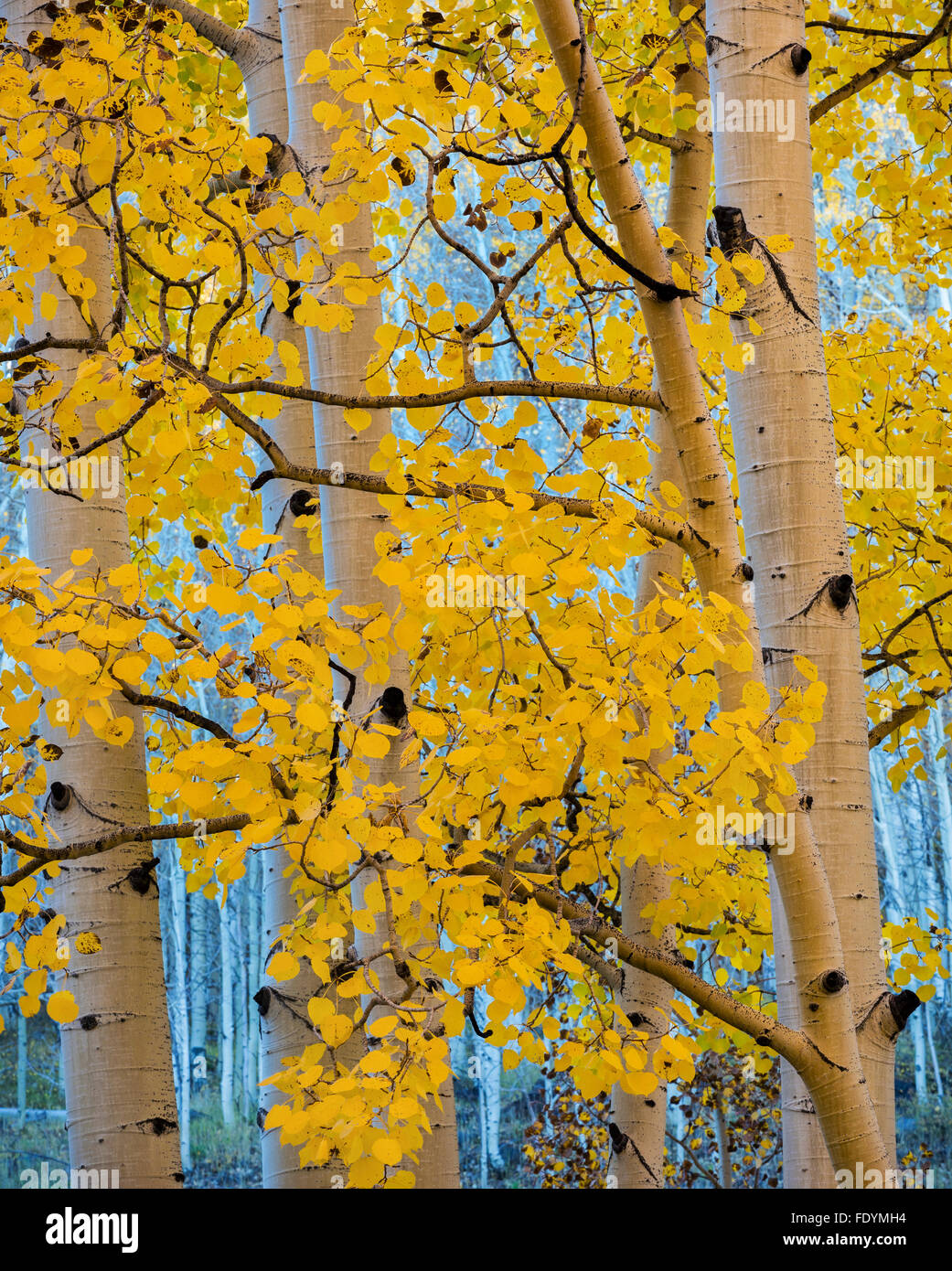 Aspen grove dixie national forest hi-res stock photography and images ...