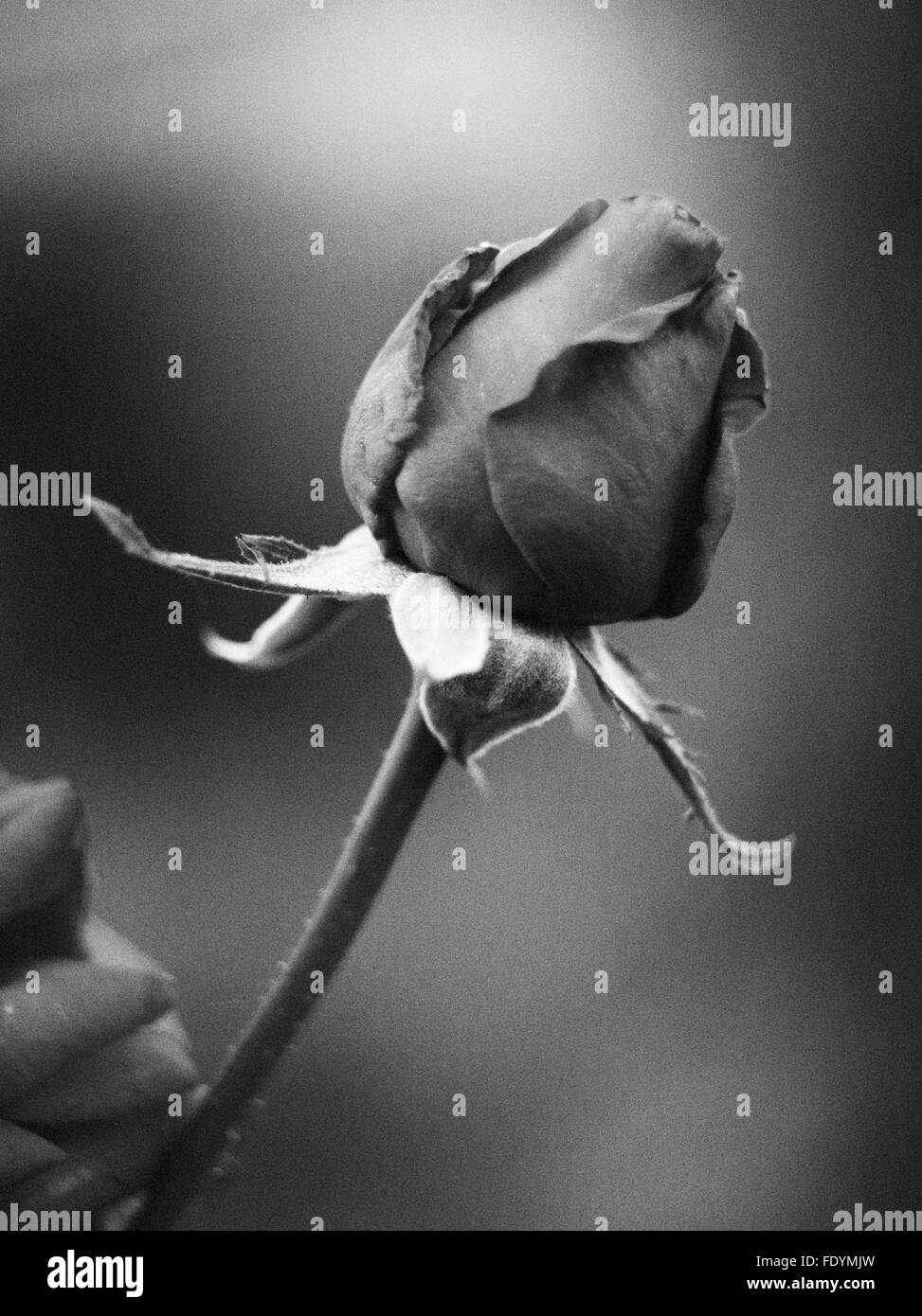 Blurred spring nature background Black and White Stock Photos & Images ...