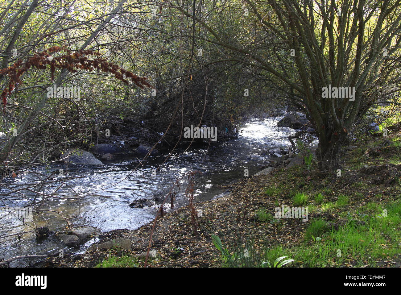 Quiet trees hi-res stock photography and images - Alamy