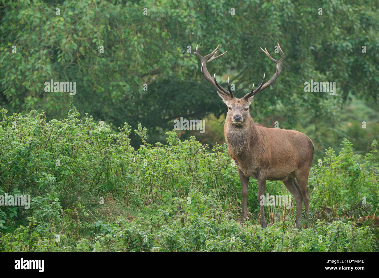 Red Deer (Cervus elaphus) stag in forest Stock Photo - Alamy