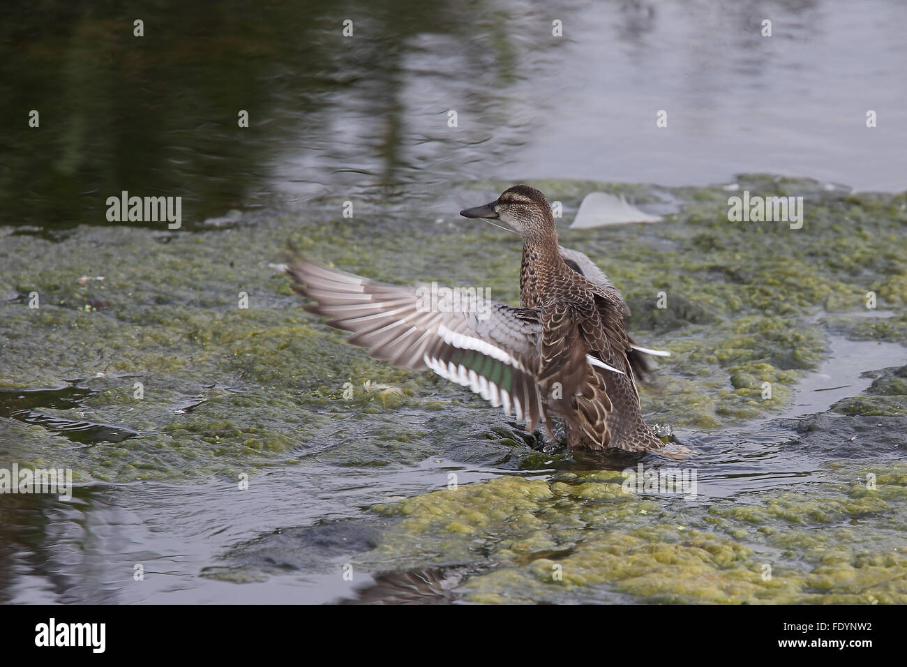 Garganey, female flapping wings, Longrock Pool, Marazion Marsh RSPB ...