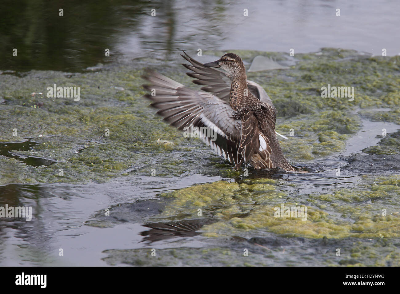 Garganey, female flapping wings, Longrock Pool, Marazion Marsh RSPB ...