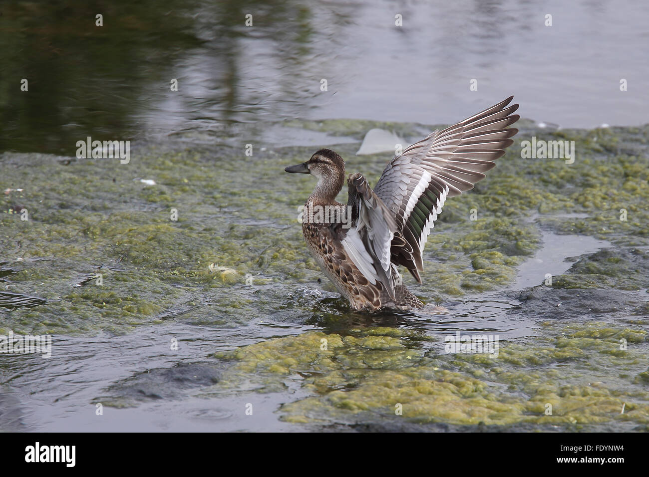 Garganey female duck hi-res stock photography and images - Alamy