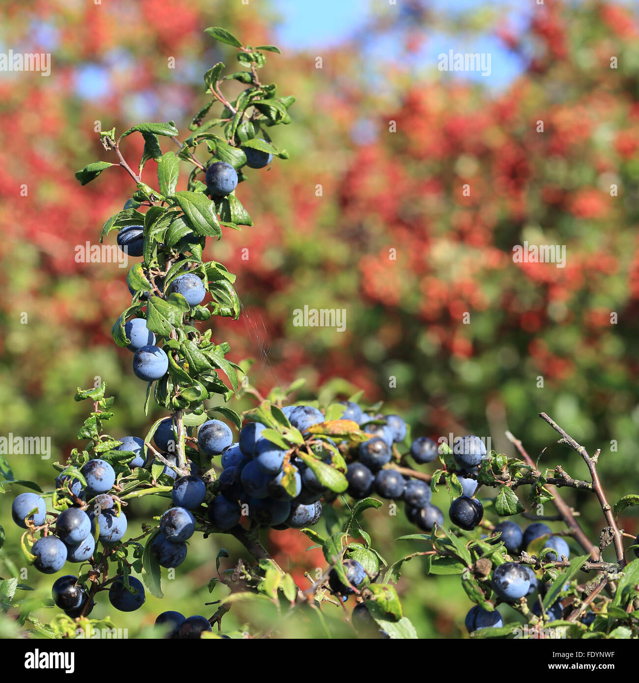 Sloes, ripe on a Blackthorn tree, Gloucestershire, England, UK Stock ...