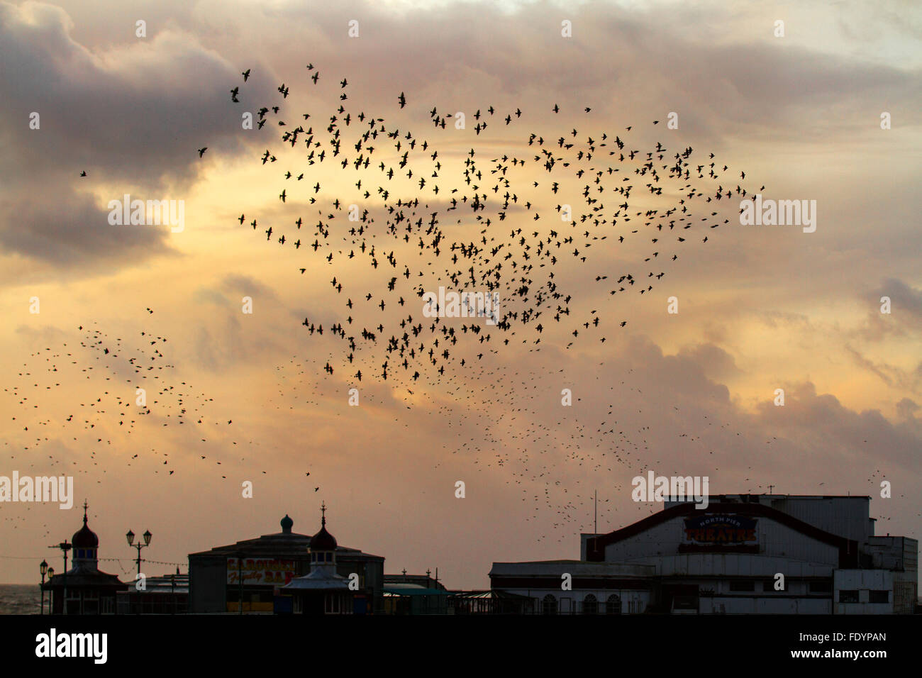 Birds in Flight, flying in the clouds flocks of Starlings at Blackpool ...