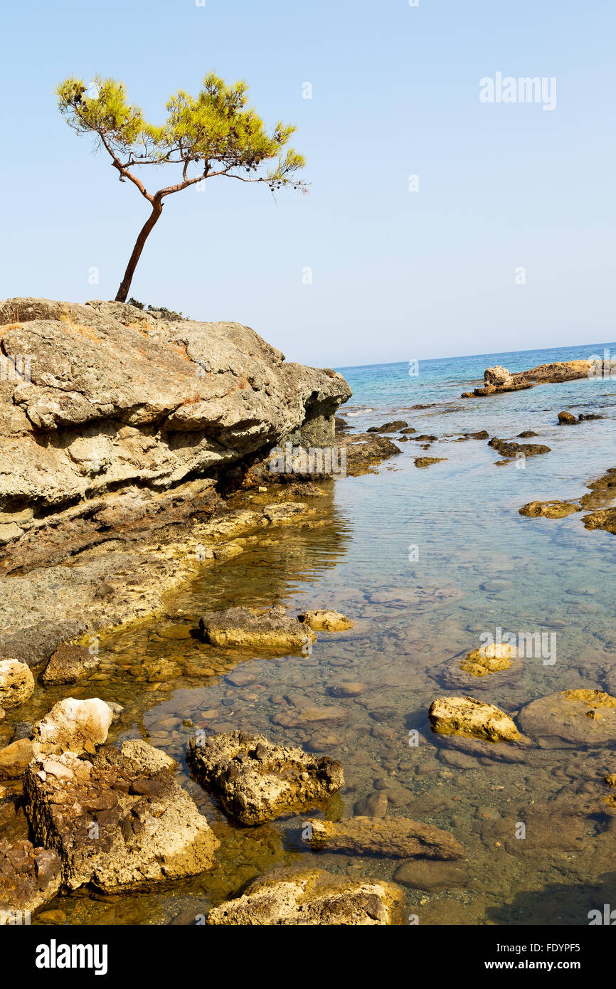 in the mediterranean see turkey europe pine plant and tree Stock Photo ...